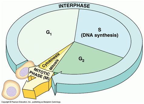Cell Cycle Cell Growth And Differentiation Cell Cycle Cell Growth