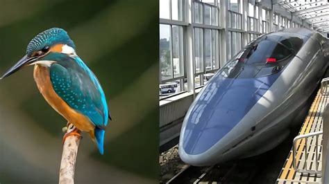 Biomimicry Examples In Daily Life Right Examples