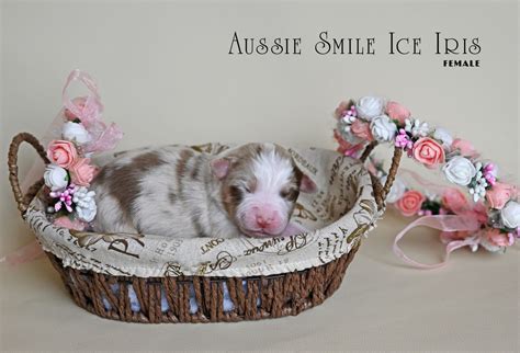 кученца Puppies Aussie Smile