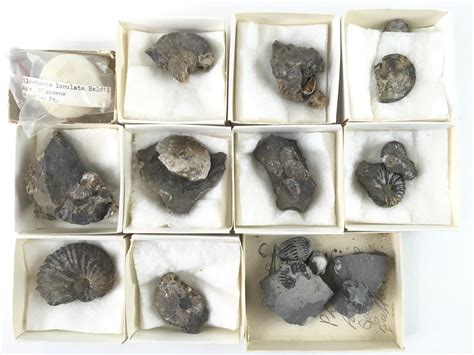 Lot Collection Of Fossilized Invertebrates