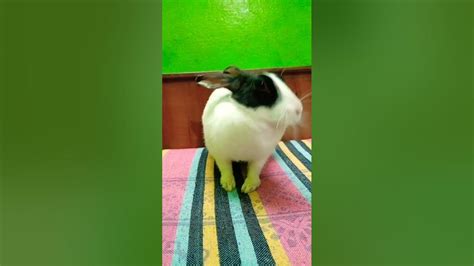 Funny Rabbit Shortviralshorts Mycuterabbit Rabbit Youtube