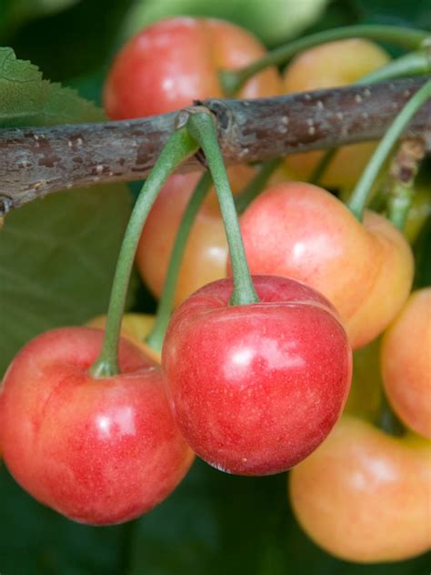 Rainier Cherry J Frank Schmidt And Son Co