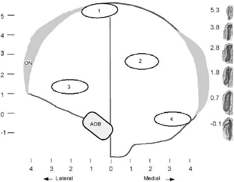 A Metric Two Dimensional Representation Of The Glomerular Layer Of The