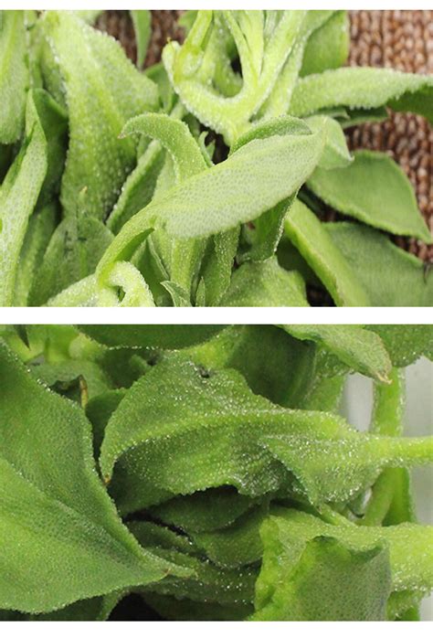 冰菜是什么菜冰菜怎么吃冰菜怎么凉拌大山谷图库