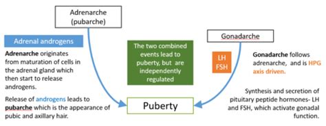 Repro Puberty And Disorders Flashcards Quizlet