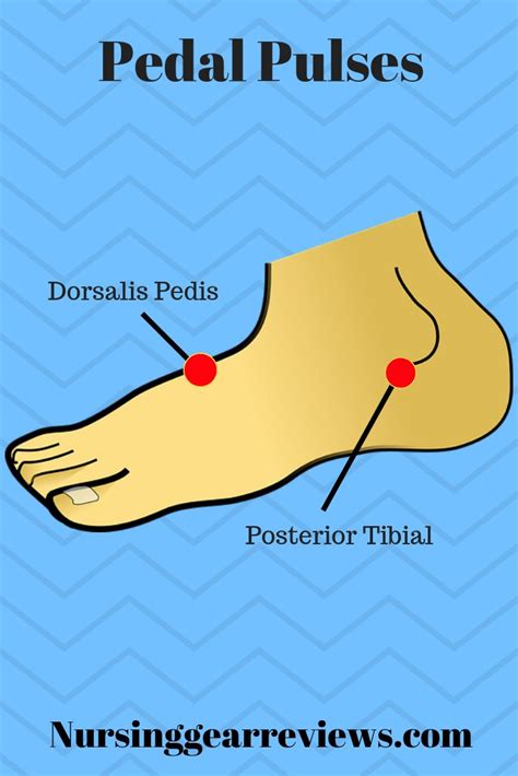 Pedal Pulses Vs Dorsalis Pedis At Grant Schaefer Blog