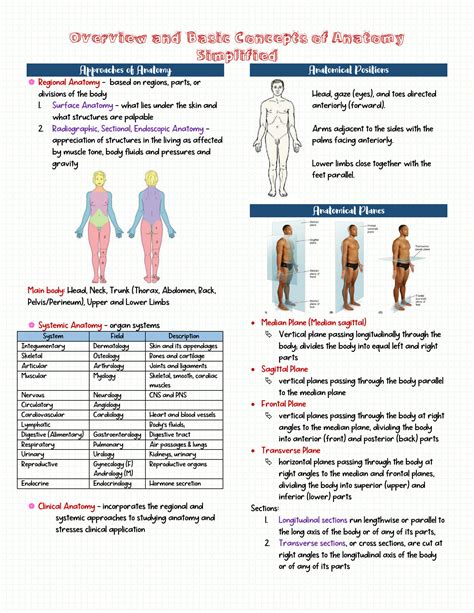 SOLUTION Anatomy Fundamentals Simplified Studypool