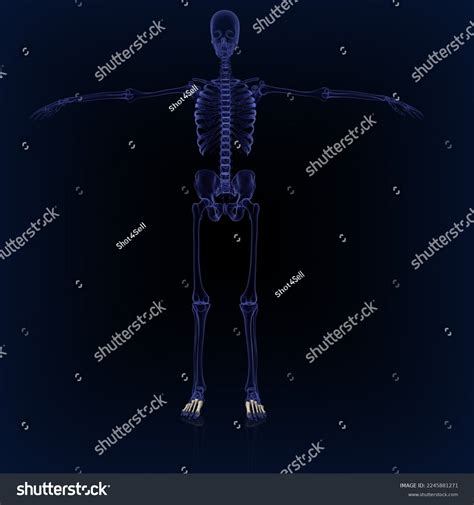Human Metatarsal Bones Anatomy Medical Illustration3d Stock