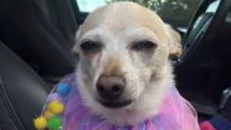 El Perro Más Viejo Del Mundo Es Un Chihuahua Y Vive En La Florida Infobae