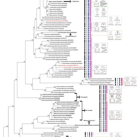 Phylogenetic Tree Generated From 18s Rrna Sequences Under Gtr G I