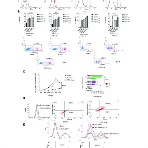 Assessment Of Endogenous Pten And The Effect Of Pten Overexpression