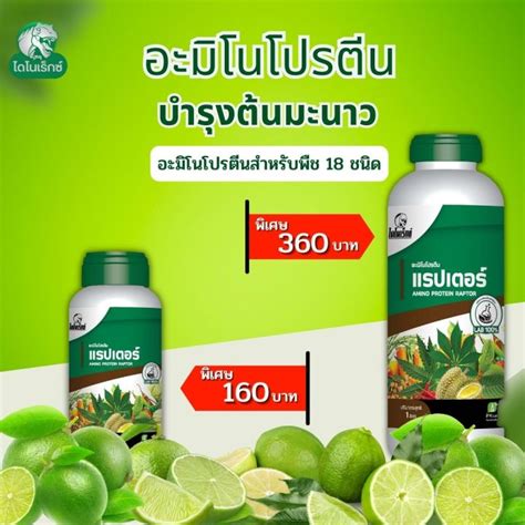 มะนาว โตไว ใบเขียว ผลใหญ่ แข็งแรง ผลผลิตดี อะมิโนโปรตีนจำเป็นสำหรับพืช