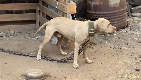 比特犬咬死幼童！米可白心疼：人道毀滅真能解決問題？ 自由娛樂