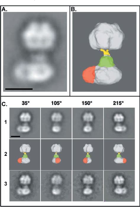Figure 1 From Mitochondrial Atp Synthasome Three Dimensional Structure