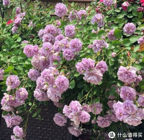 蓝妖：揭秘裸根月季苗怎么栽种养护，及选购方法与技巧，简单有效财经头条