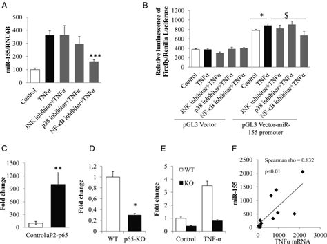 Obesity Associated Inflammation Induces MicroRNA Expression In Adipocytes And Adipose Tissue