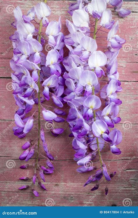 Le Glicine Viola Fioriscono Su Vecchio Fondo Di Legno Rosa Fotografia Stock Immagine Di Macro