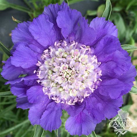 Scabiosa Caucasica Blue Camflor Inc