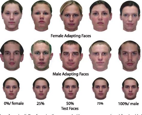 Figure 1 From Orientation Dependence Of The Orientation Contingent Face