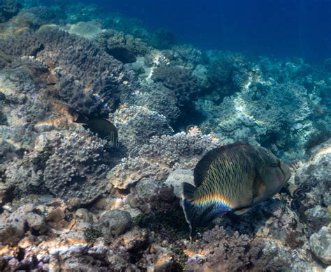 Beautiful Tropical Coral Reef With Shoal Or Red Coral Fish Anthias