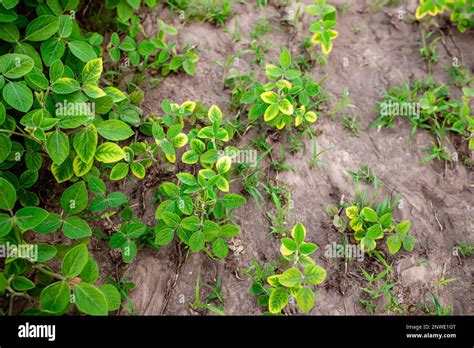 Soybean Diseases Yellowing Leaves Of Young Soybean Sprouts In A Farm