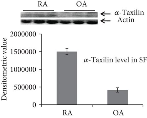 Validation By Western Blot Graph Showing Mean Densitometric Values