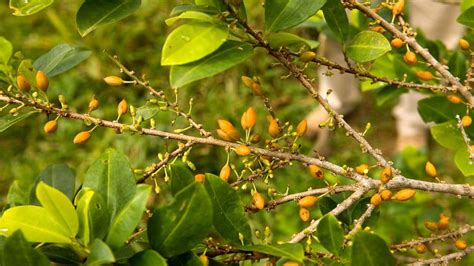 Coca Plant De Orchids
