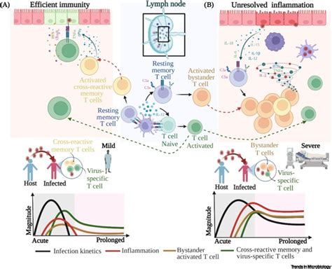 Severe Respiratory Viral Infections T Cell Functions Diverging From Immunity To Inflammation