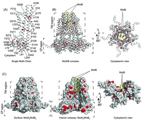 Revealed Critical Residues Of Mota Mapped Onto An Alphafold Model Of E Download Scientific