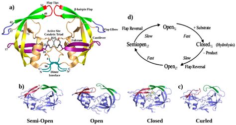 Structure Of Hiv Protease A Functionally Relevant Regions Are Shown