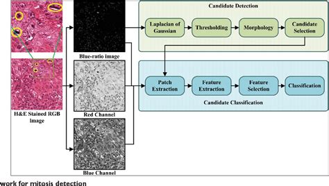 Figure 1 From Automated Mitosis Detection Using Texture Sift Features And Hmax Biologically