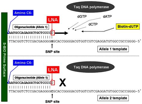 Allele Specific Primer Extension Reaction The Immobilized