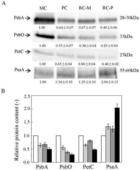 A Western Blot Analyses On Protein Contents In Different Cells Types