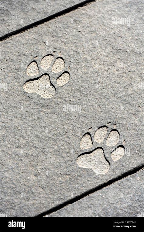 Wolf Paw Print Design