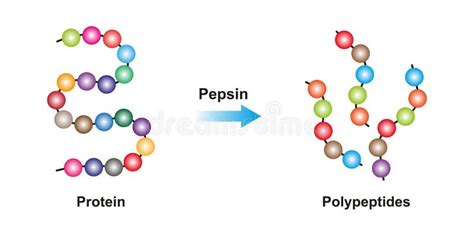 Pepsin Enzyme Stock Vector Illustration Of Digestive 259910172