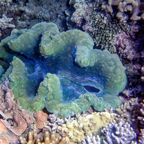 Fringing Reefs Explore Shoreline Coral Reefs Great Barrier Reef