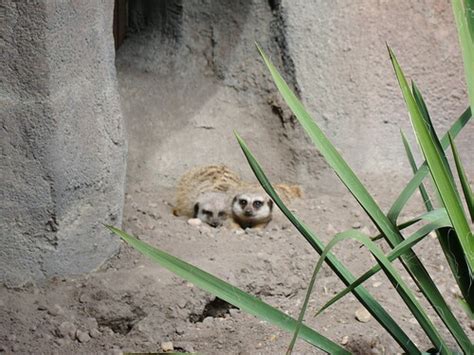 Our Norfolk Zoo Trip Just Jdm Photography