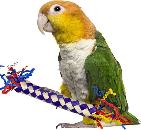 Super Bird Creations Firecracker Sticks 5 Pack Cheeky Beaks