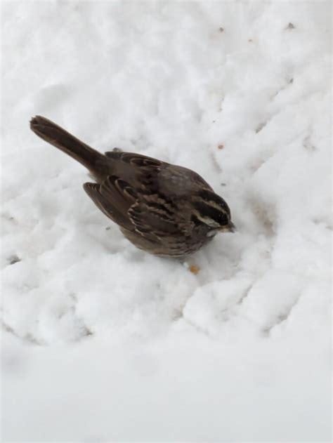 Snow Sparrow Feederwatch
