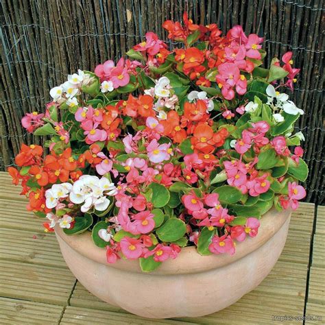 Бегония Вечноцветущая (Begonia semperflorens): купить 5 семян с ...