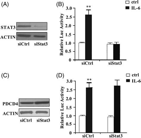 Stat‐3 Signaling Promotes Cell Proliferation And Metastasis Of Gastric
