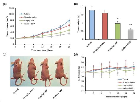 Combinatorial Effect Of Andro And Ddp On Cal 27 Xenograft Growth In