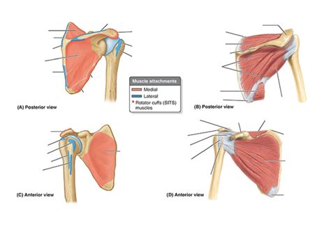 Scapula Muscles Diagram Quizlet