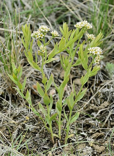Comandra Umbellata Photos Saskatchewan Wildflowers