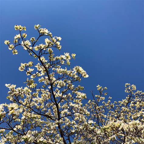 ヨモギ摘み 夢の遊び場