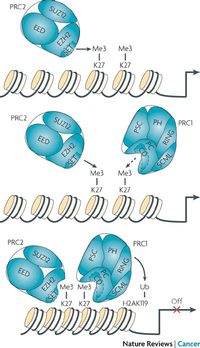 Coordinated Action Of Polycomb Repressive Complexestwo Major Polycomb
