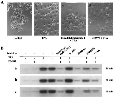Annexin V Inhibits The 12 O Tetradecanoylphorbol 13 Acetate Induced Activation Of Ras