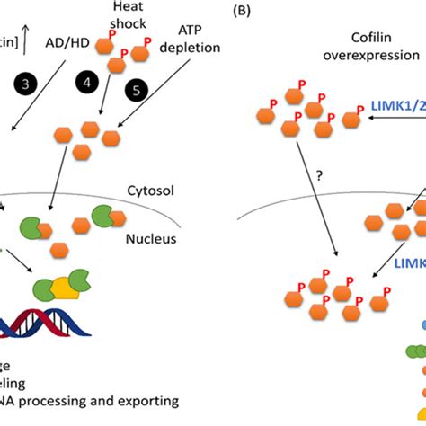 Pdf The Actin Depolymerizing Factor Adf Cofilin Signaling Pathway