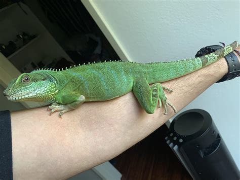1137 Best Water Dragon Images On Pholder Reptiles Imaginary Dragons