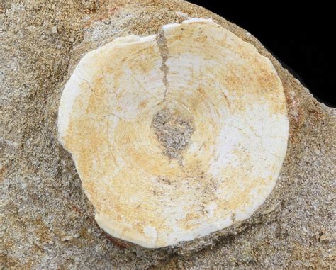 14 Fossil Shark Vertebra Morocco For Sale 38460